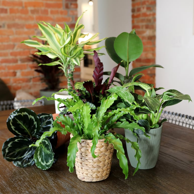 Wild Interiors Homepage