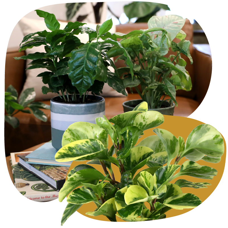 WI - Premium Foliage - Collection