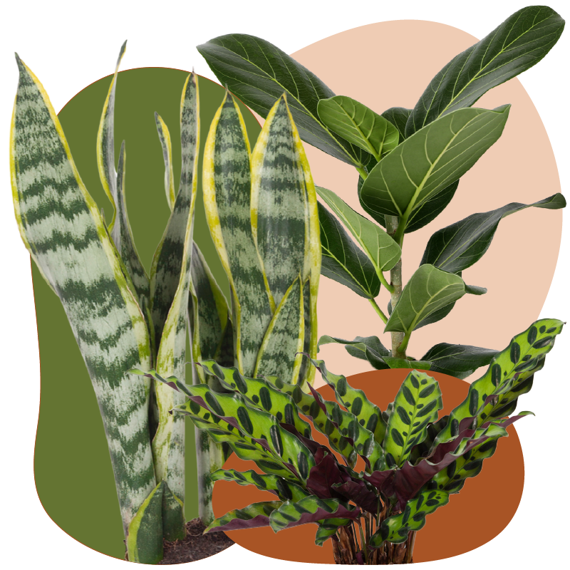 WI - Signature Foliage - Collection